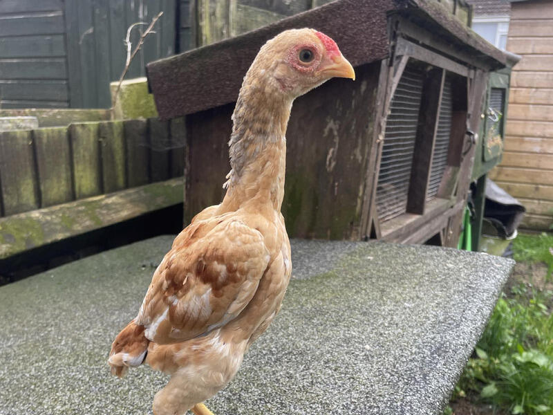 Pairs of Ko shamo , different colours available | Birdtrader