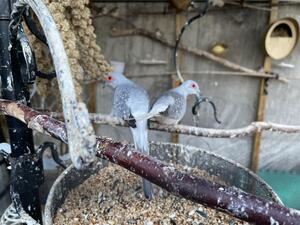PURE WHITE GENUINE GARDEN DOVES SUITABLE FOR AVARIES DOVECOTES OR SHEDS ...