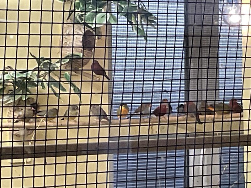 Red bill fire finches | Birdtrader