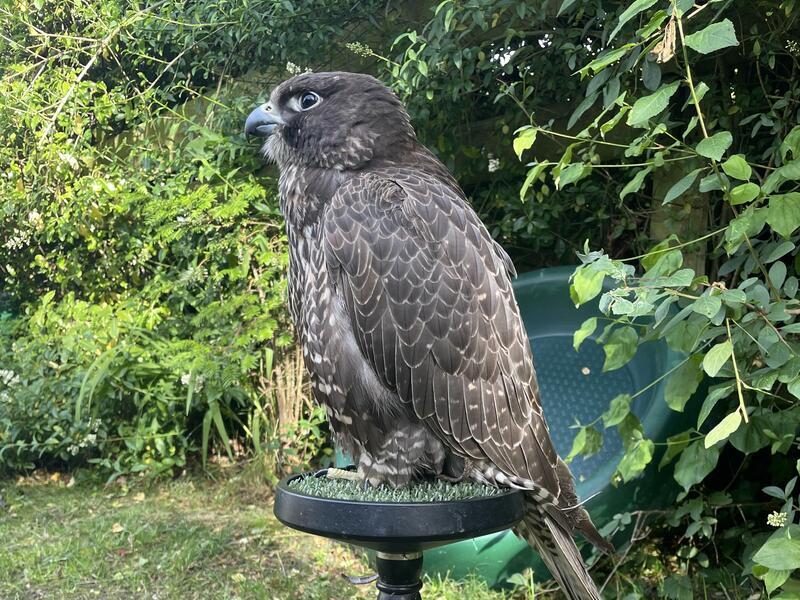 Black and grey pair of Gyrfalcons’s Sold | Birdtrader