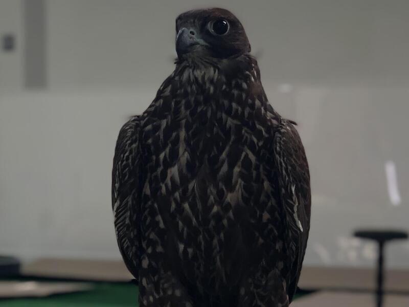 Black and grey pair of Gyrfalcons’s Sold | Birdtrader
