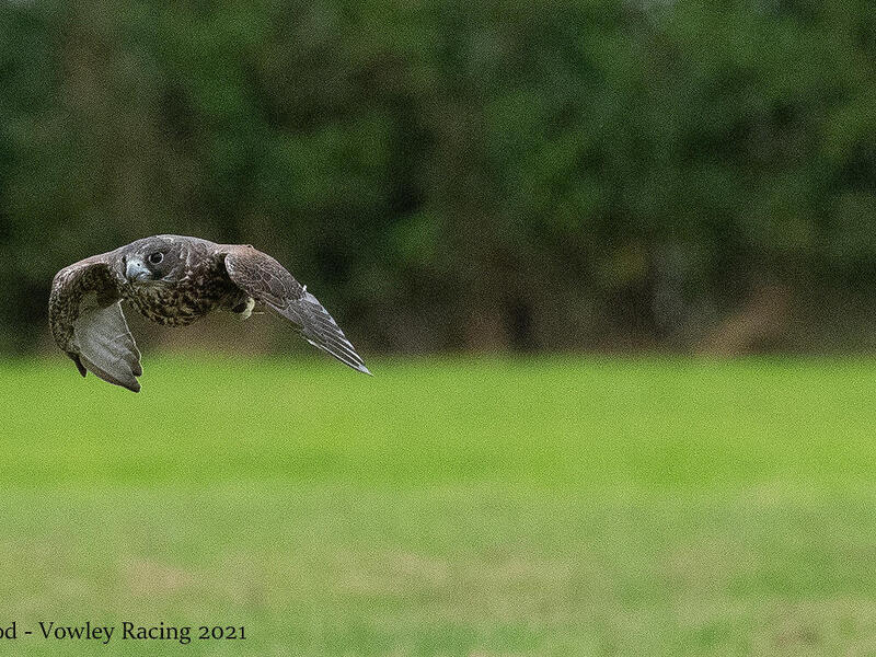Black and grey pair of Gyrfalcons’s Sold | Birdtrader