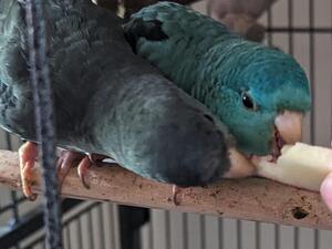 Parakeets for sale | Birdtrader