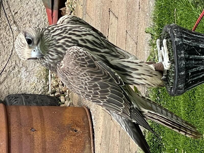 2024 male saker falcons 1 left | Birdtrader