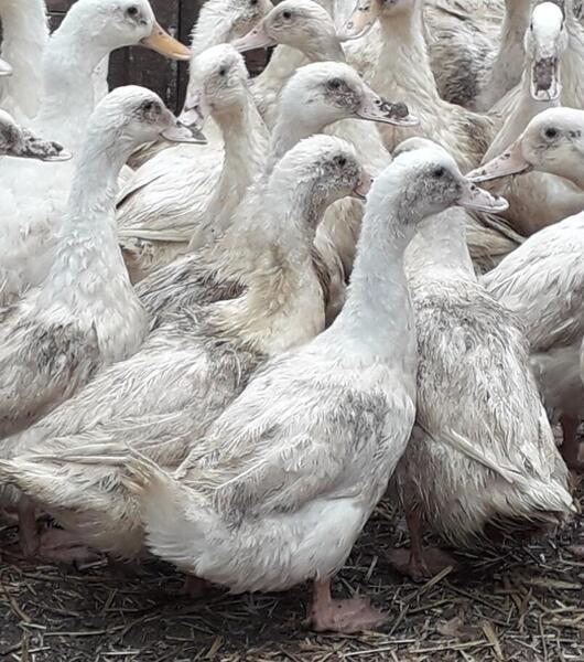 White Campbell female ducks | Birdtrader