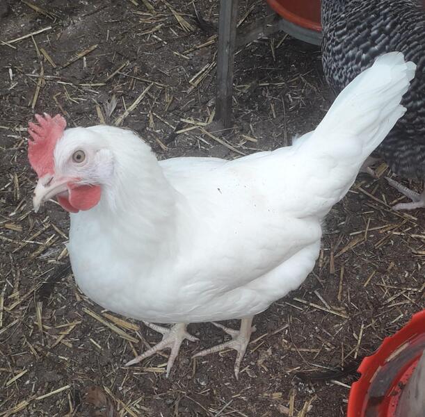 White leghorn pullets | Birdtrader