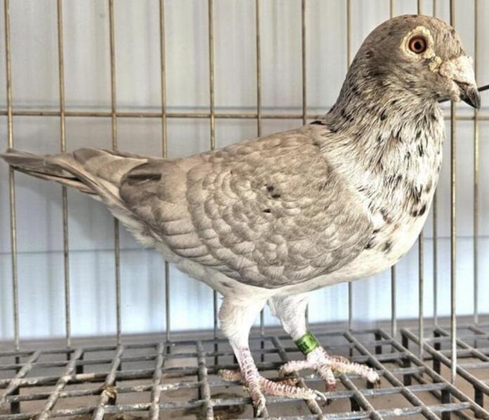 Rare coloured racing pigeons for sale | Birdtrader