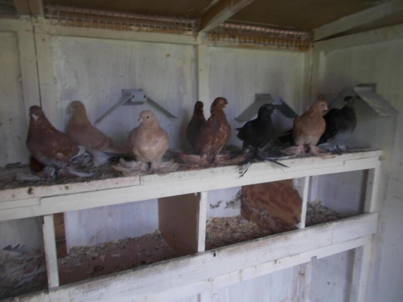 TUMBLERS, TRUMPTER, FOR SALE | Birdtrader