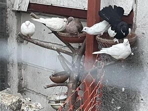 PURE WHITE GENUINE GARDEN DOVES SUITABLE FOR AVARIES DOVECOTES OR SHEDS ...