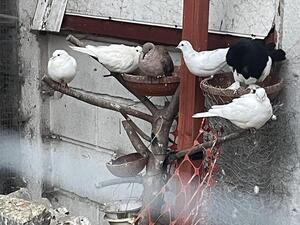 PURE WHITE GENUINE GARDEN DOVES SUITABLE FOR AVARIES DOVECOTES OR SHEDS ...