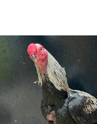 Parrot peak aseel chicken for sale | Birdtrader