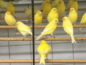 Border canaries for sale | Birdtrader