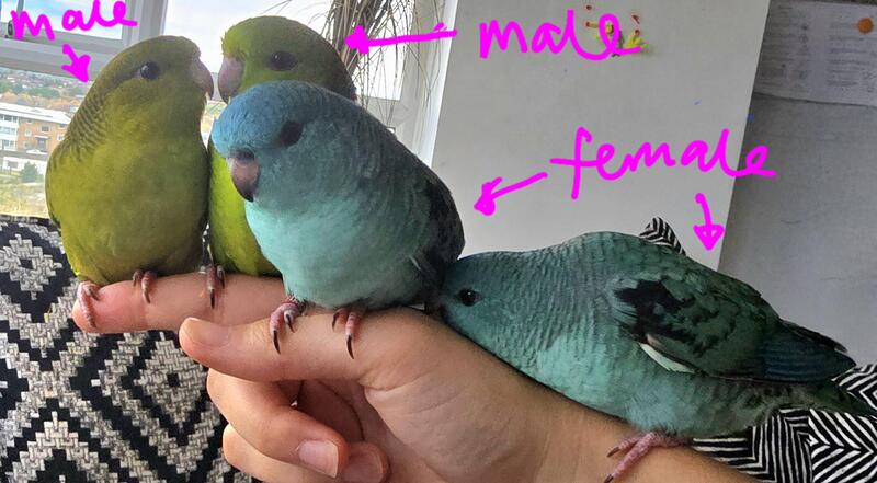 3 months old baby handreared lineolated parakeets | Birdtrader