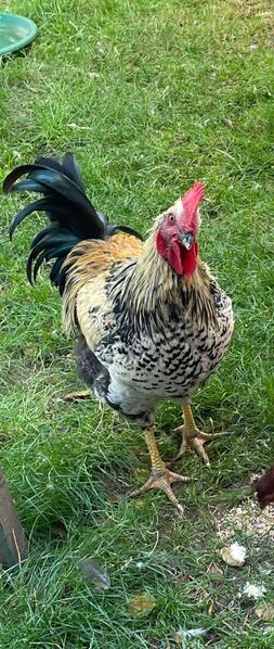 2024 snow leopard Swedish flower rooster | Birdtrader