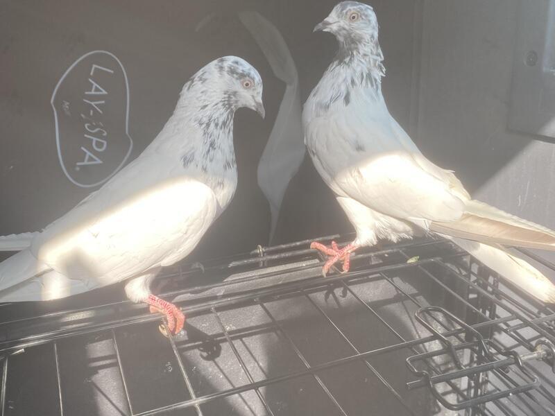 Pakistani high flyer pigeons | Birdtrader