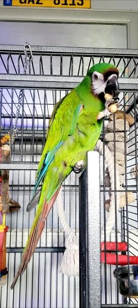 Miniature macaw , severe macaw/chestnut-fronted | Birdtrader