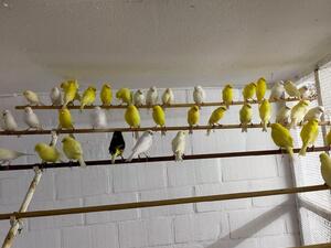 Border canaries for sale | Birdtrader
