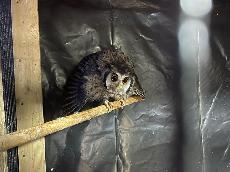 White face scop for sale | Birdtrader