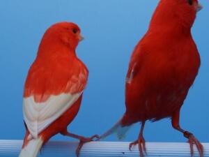 Red Mosaic Canaries | Birdtrader