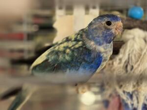 Parakeets for sale | Birdtrader