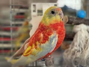 Parakeets for sale | Birdtrader