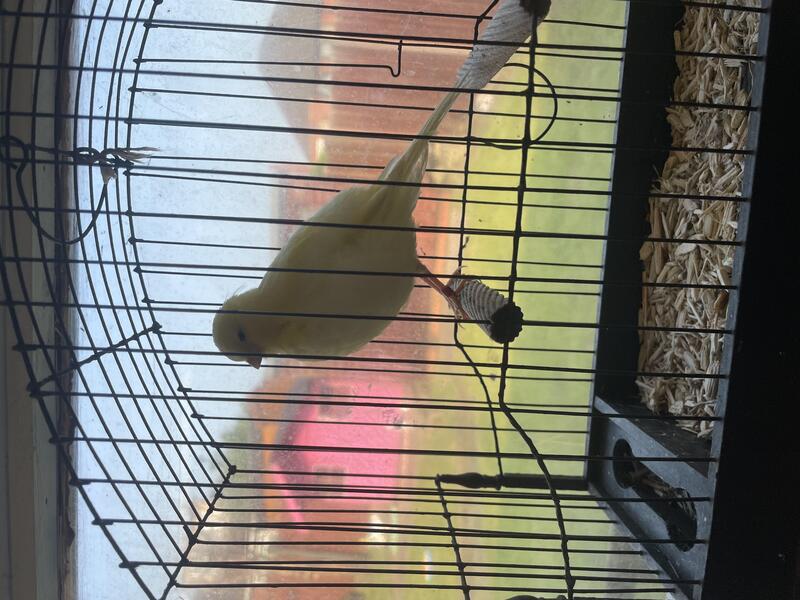 Border canaries for sale | Birdtrader
