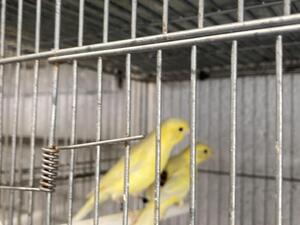 Gloster Canaries for sale | Birdtrader