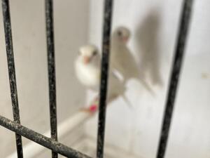 Canaries for sale | Birdtrader