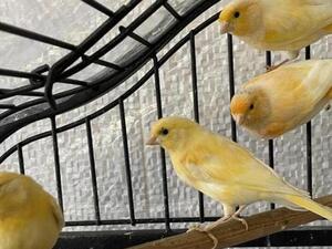 Wanted red agate / red black canaries | Birdtrader