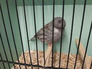 Border canaries for sale | Birdtrader