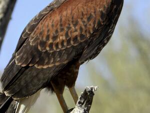 Hawks for sale | Birdtrader