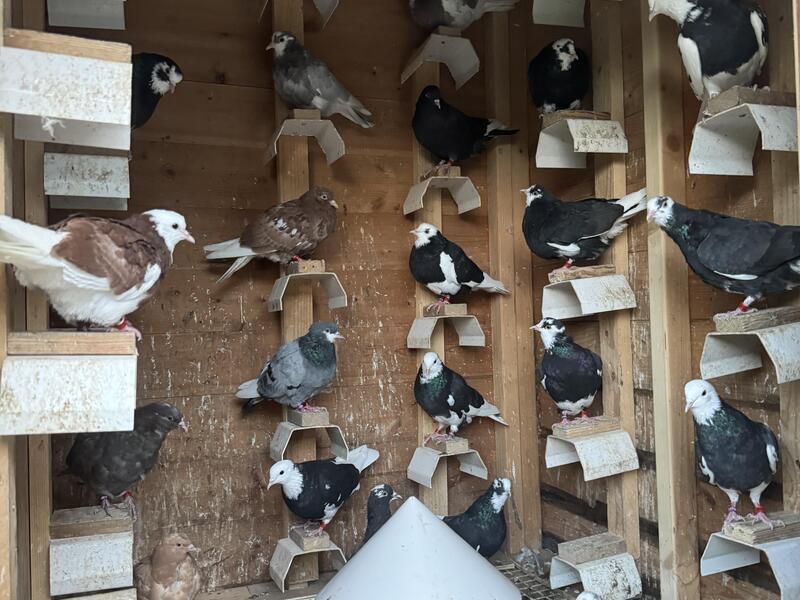 Roller pigeons for sale | Birdtrader