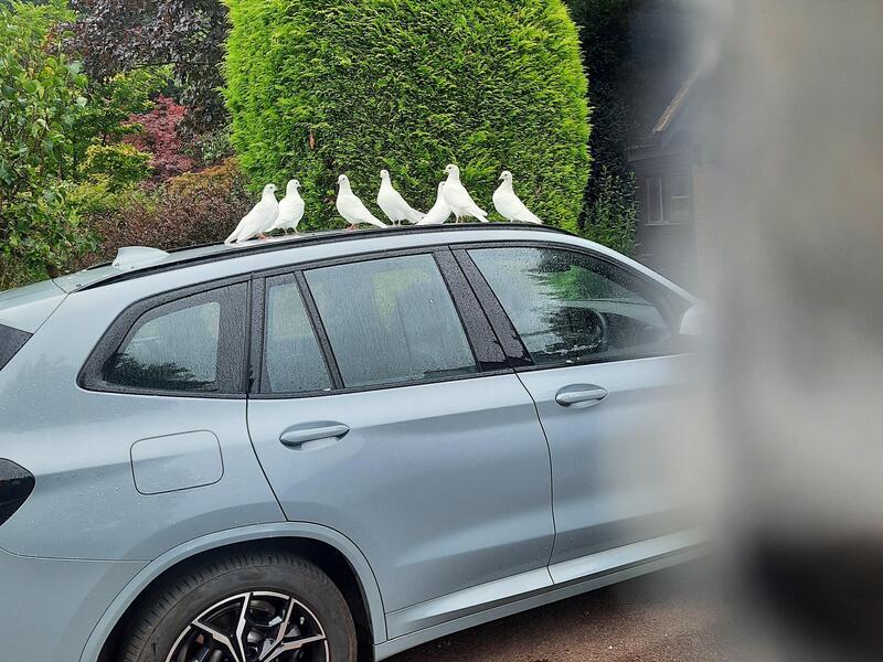 Pure white pigeons | Birdtrader