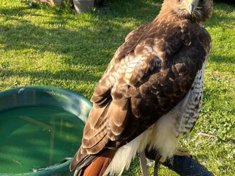 Female redtail swap for harris | Birdtrader