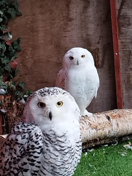 Pair of snowy owls | Birdtrader