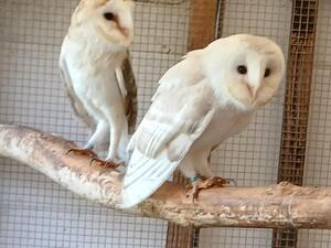 Barn owl for sale store