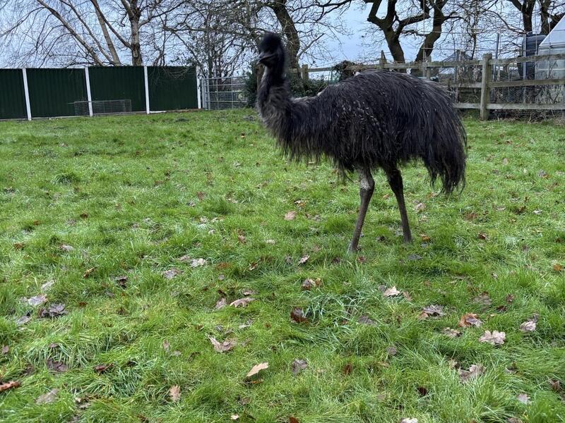 Young male EMU for sale | Birdtrader