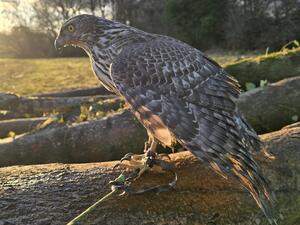 Hawks for sale | Birdtrader