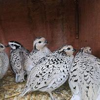 snow flake bob whie quail | Birdtrader