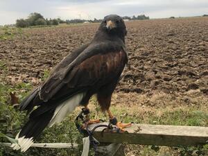 Hawks for sale | Birdtrader