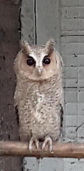 Indian scopes owls | Birdtrader