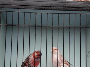 Gloster Canaries for sale | Birdtrader