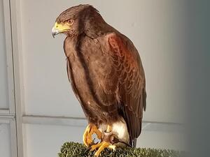 Hawks for sale | Birdtrader