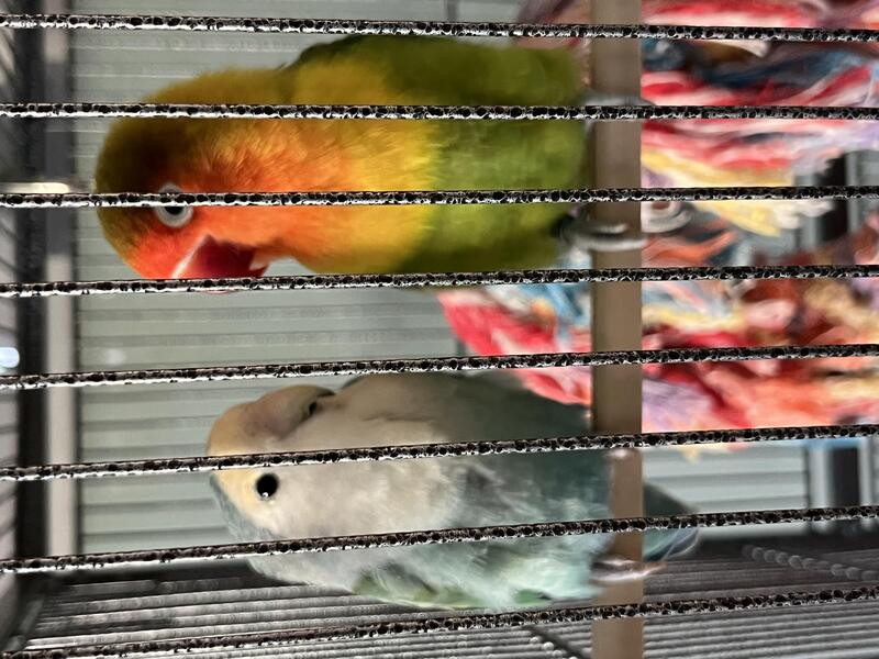 Pair of bonded lovebirds | Birdtrader