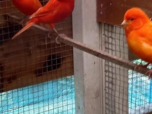 Gloster Canaries for sale | Birdtrader
