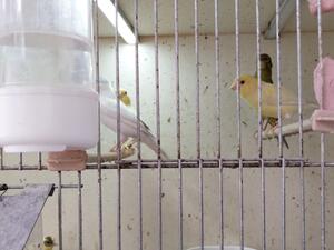 Gloster Canaries for sale | Birdtrader