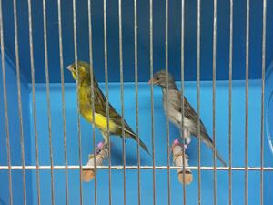Canaries for sale | Birdtrader