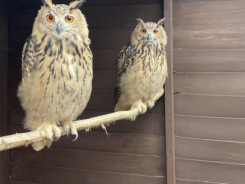 Breeding barn owls and eagle owls | Birdtrader