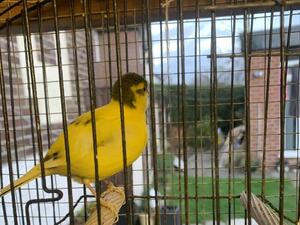 Gloster Canaries for sale | Birdtrader