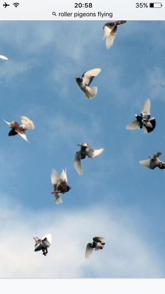 **DEEP BIRDS AND LOFT** | Birdtrader